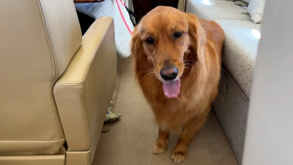 A Unique Journey: Flying Private with K9 Jets for Dogs — Noel Philips