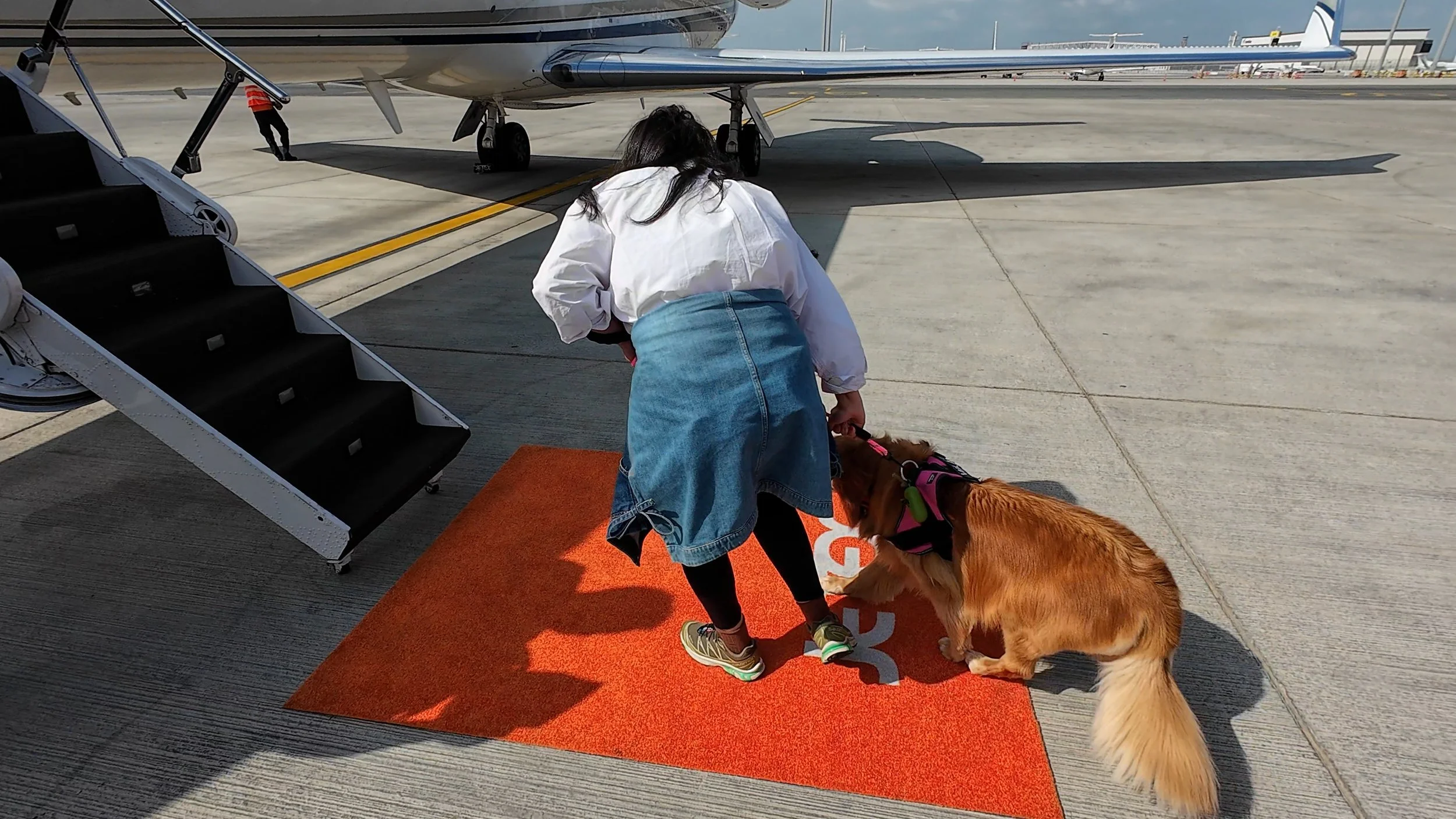 A Unique Journey: Flying Private with K9 Jets for Dogs — Noel Philips