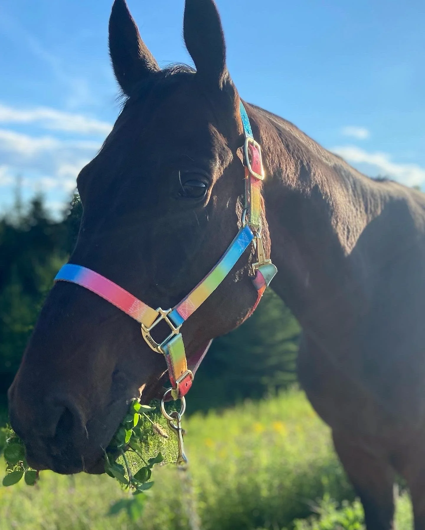 Meet Bozzy — Bozzy's Mission