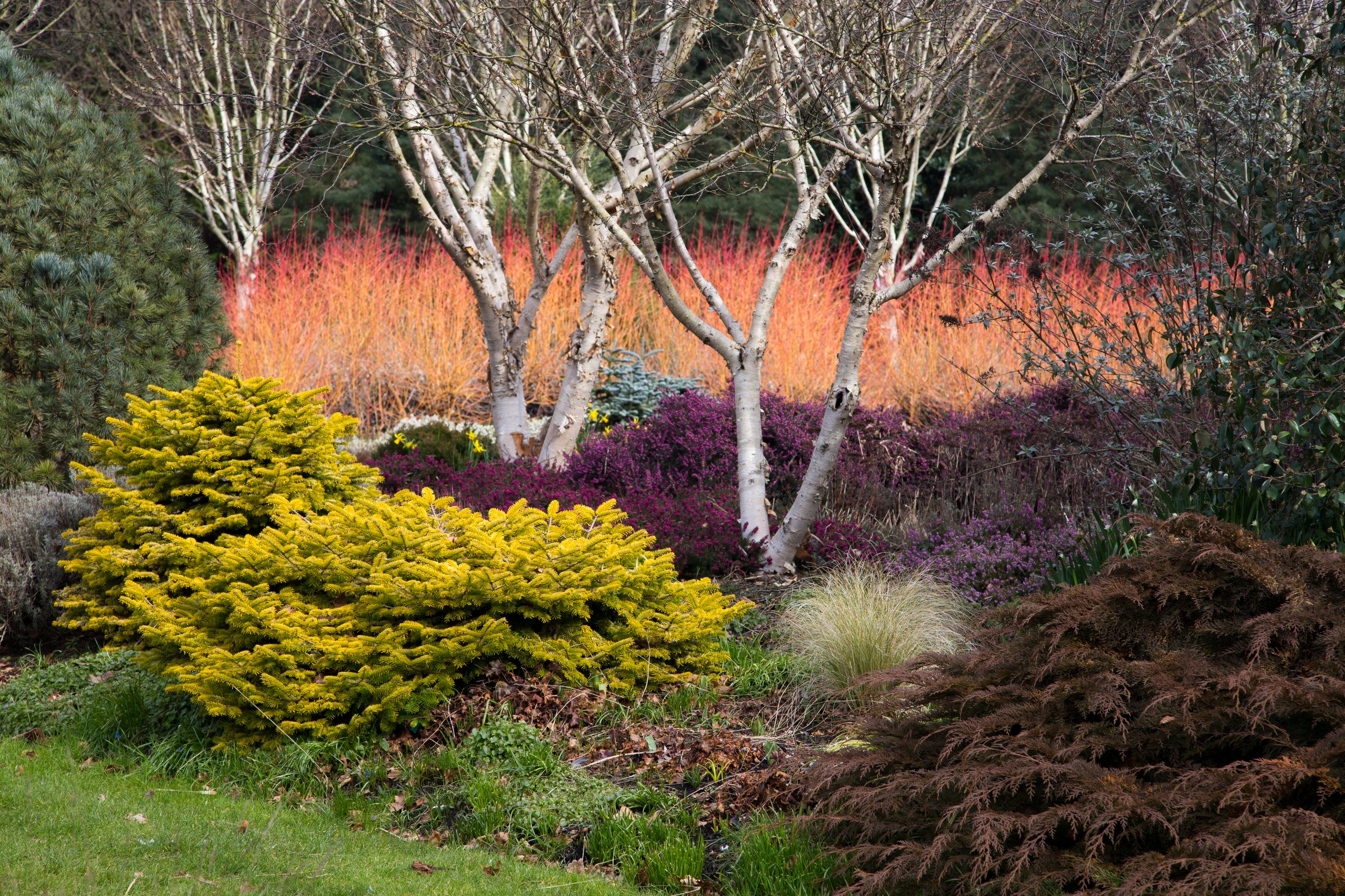 Cornus sanguinea 'Midwinter Fire' — Foggy Bottom Garden