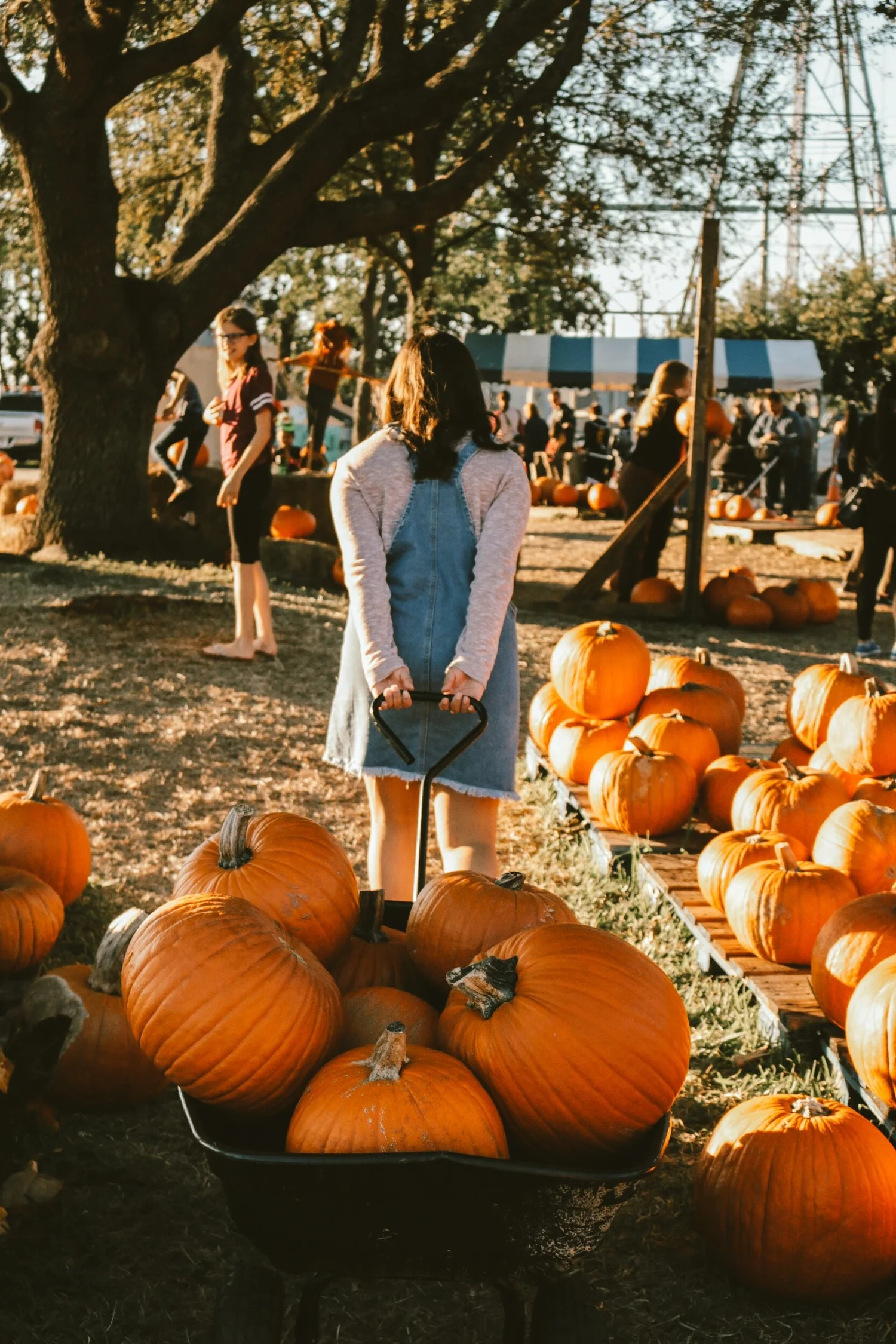 Pumpkin Patch Field Trip Tips — Teacher Questions - Advice and Freebies ...