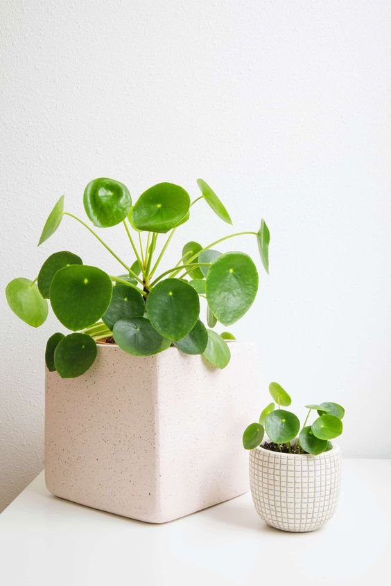 Easiest Classroom Plants Tips and Inspiration — Teacher Questions ...