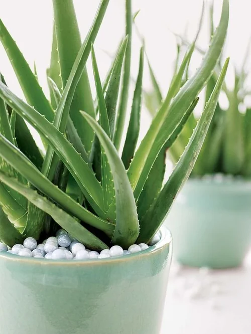 Easiest Classroom Plants Tips and Inspiration — Teacher Questions ...