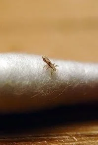 Classroom Lice Tips — Teacher Questions - Advice and Freebies for New ...
