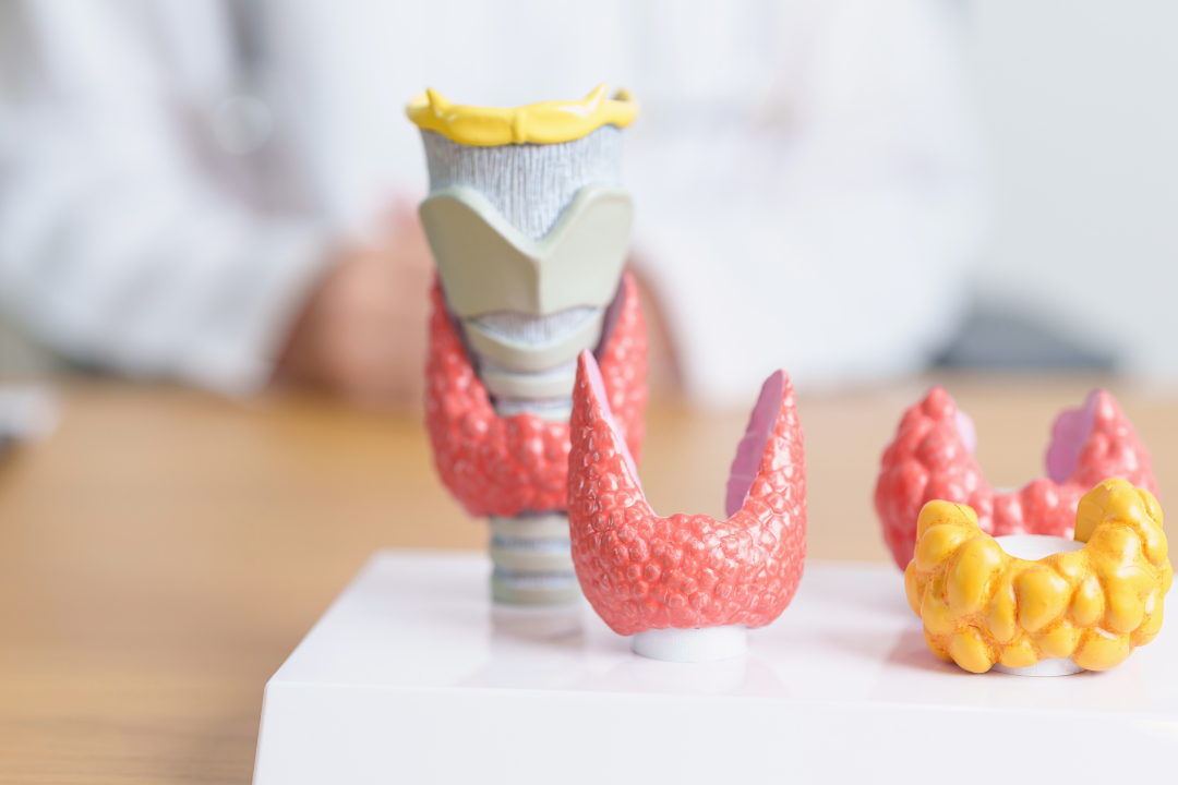 Kelowna ND - Thyroid Hormones and Your Menstrual Cycle — Dr. Brittany ...