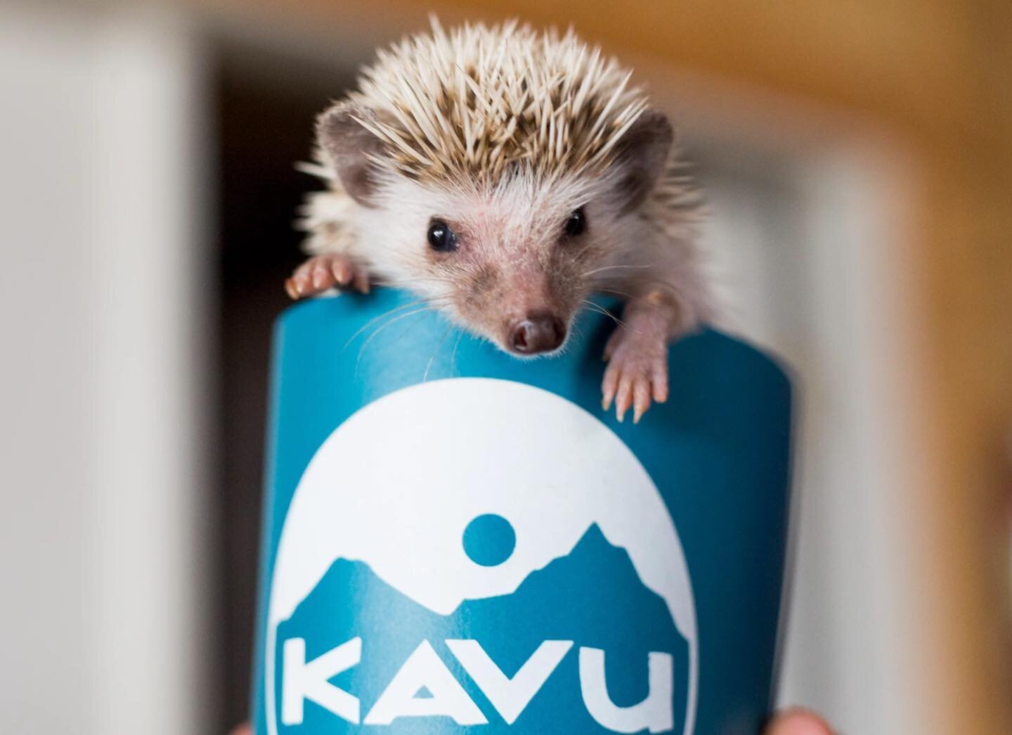 KAVU Australia