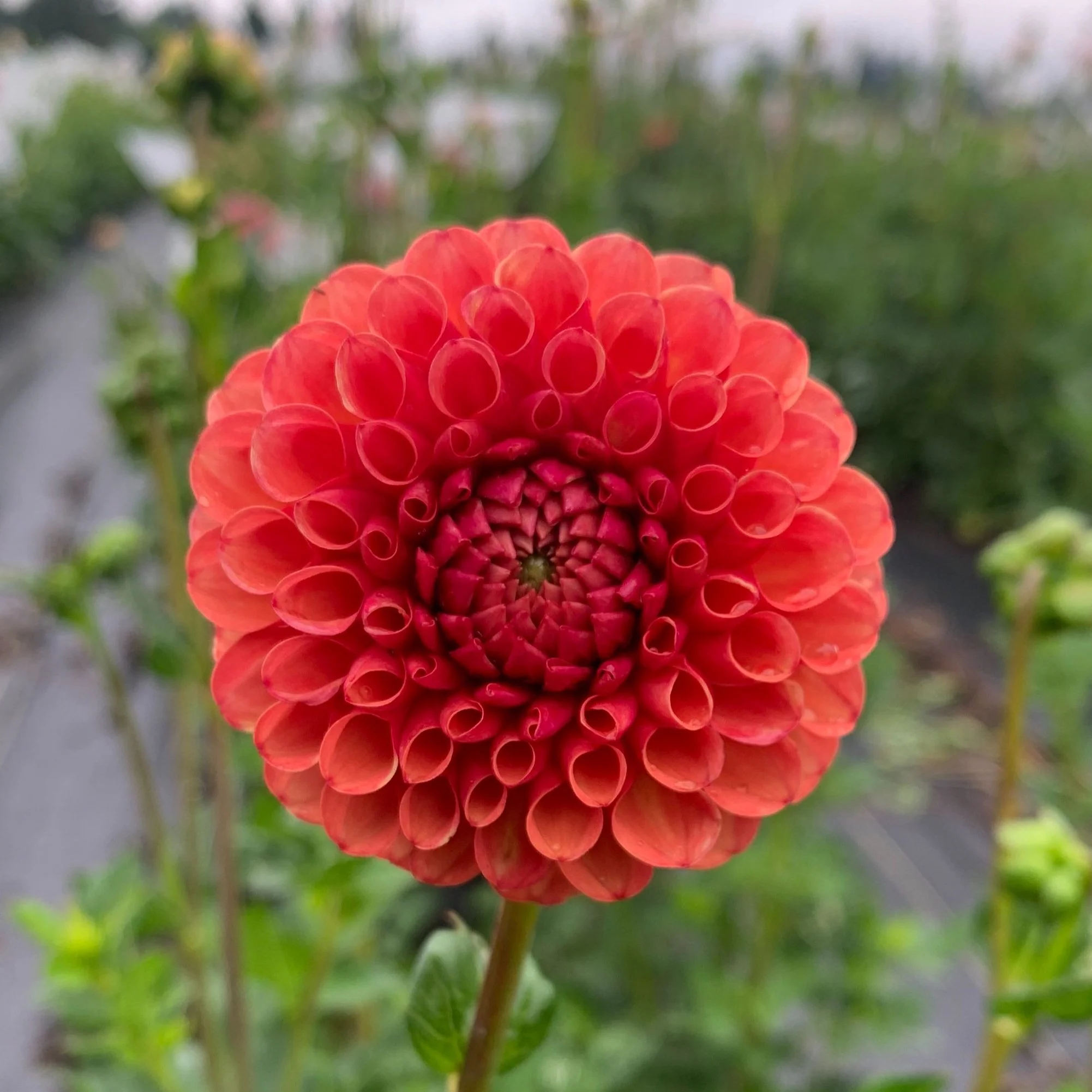 Valley Rust Bucket — Twin Willows Flower Farm