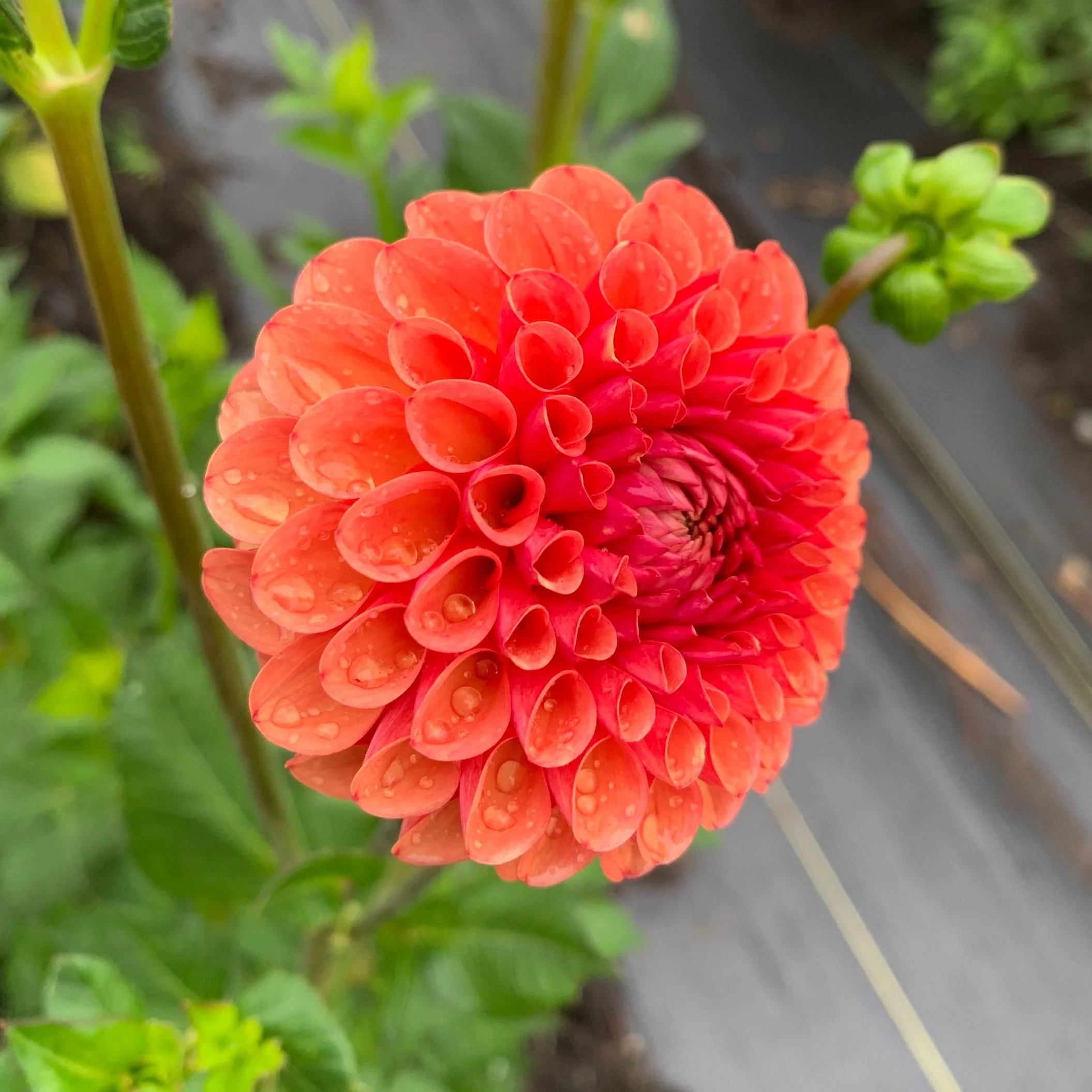 Valley Rust Bucket — Twin Willows Flower Farm