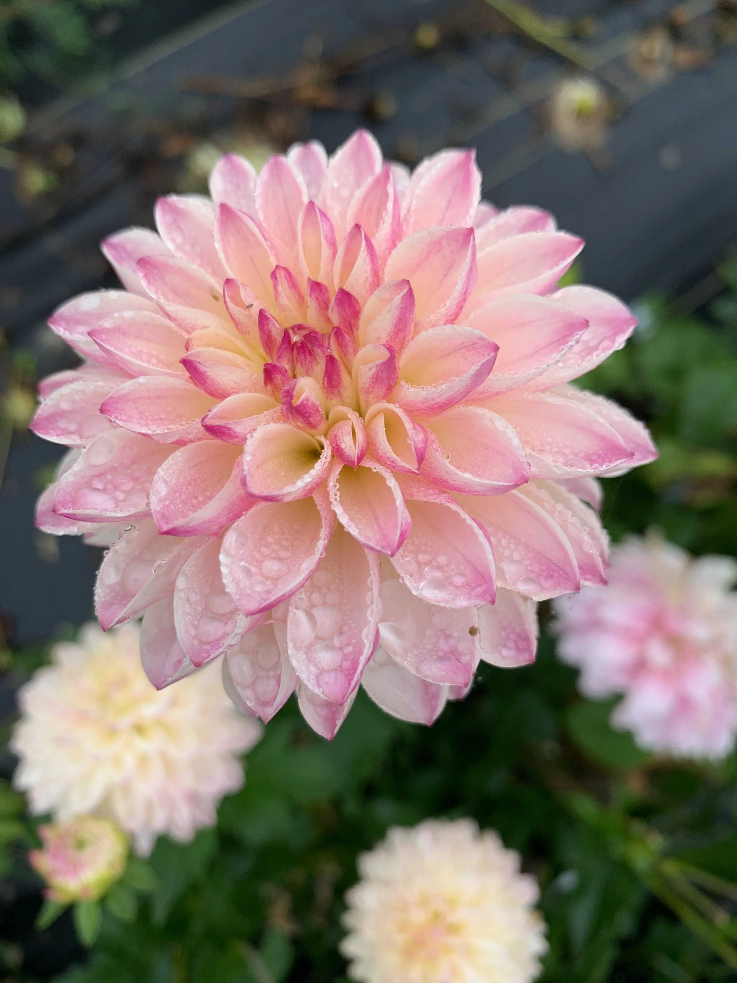 Valley Porcupine — Twin Willows Flower Farm