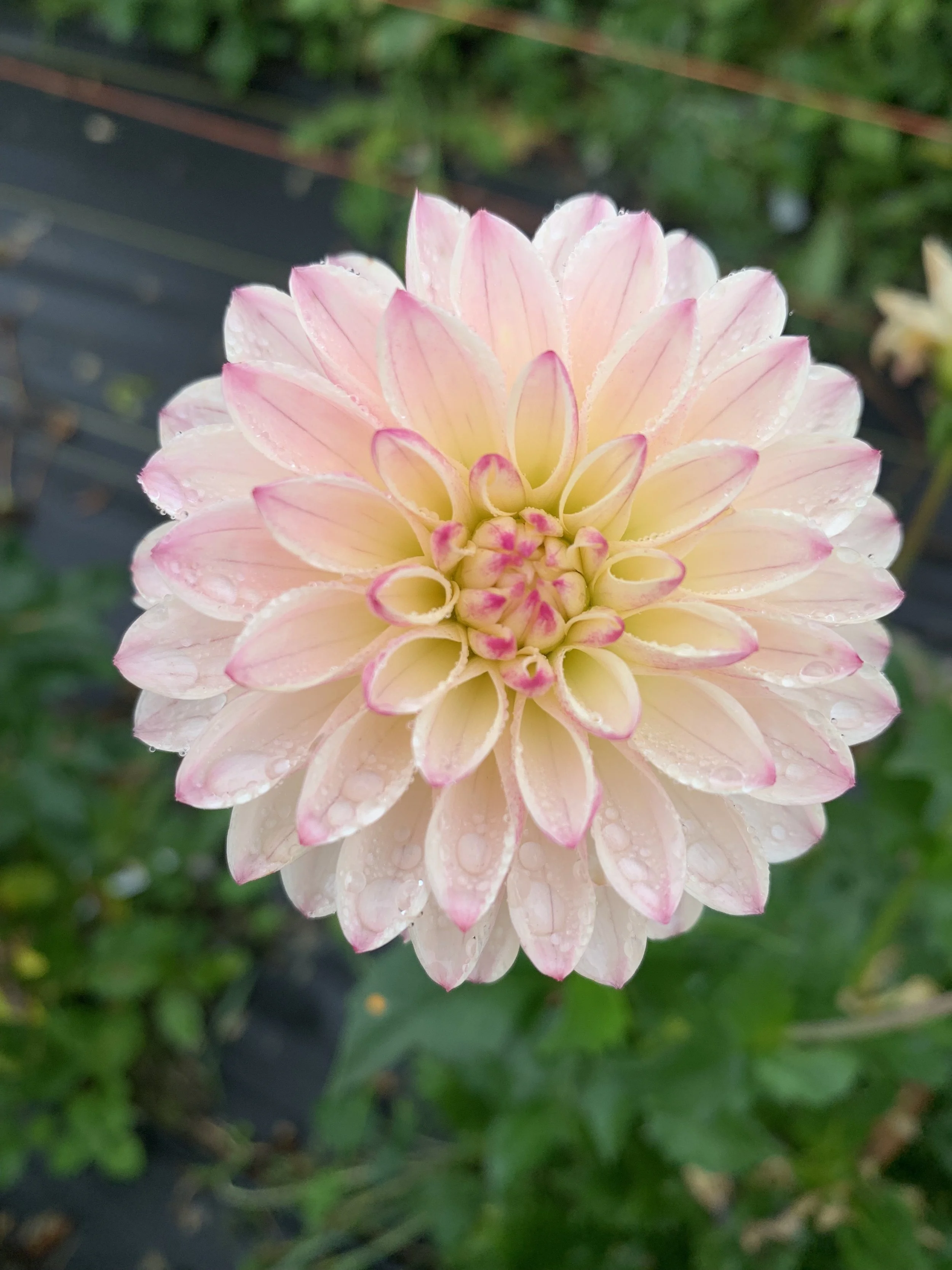 Valley Porcupine — Twin Willows Flower Farm