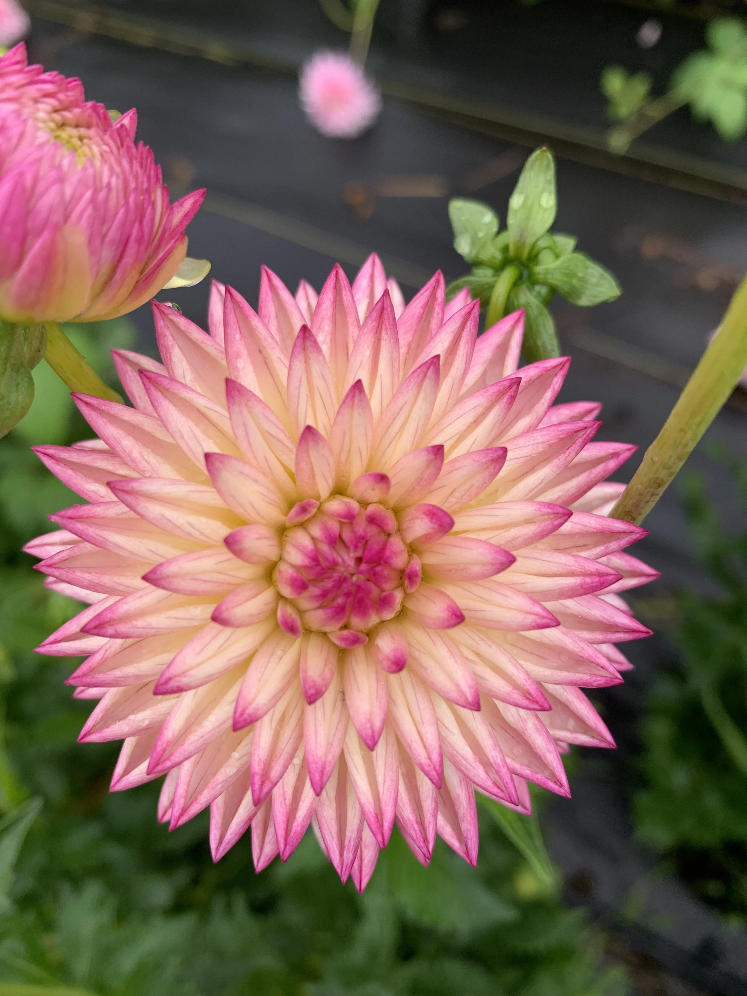 Valley Porcupine — Twin Willows Flower Farm