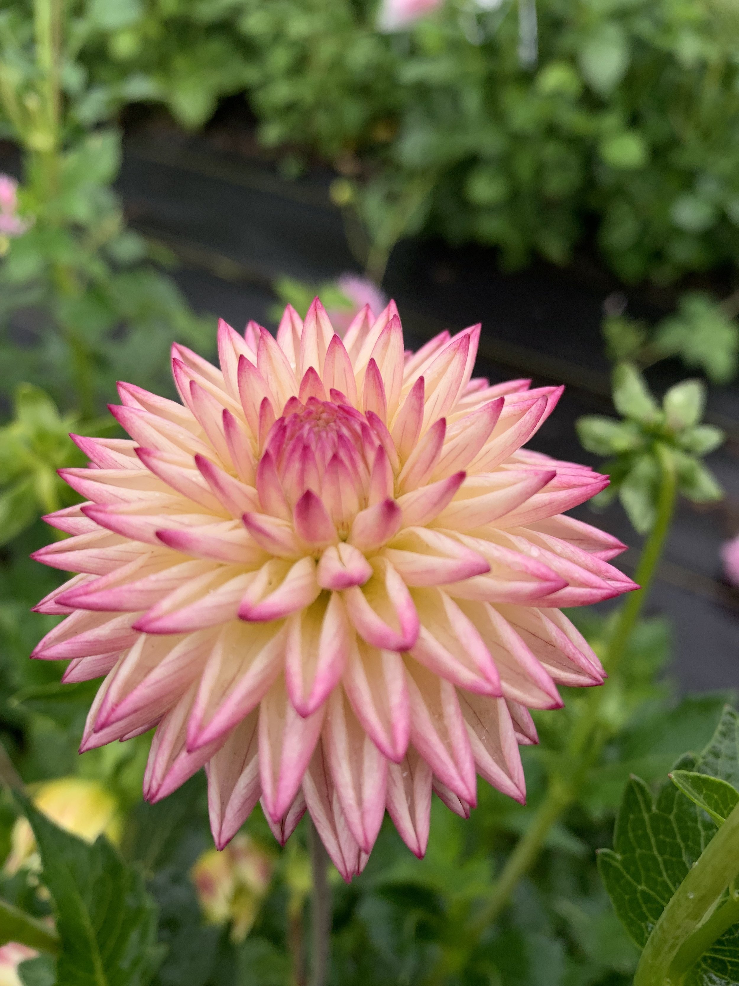 Valley Porcupine — Twin Willows Flower Farm