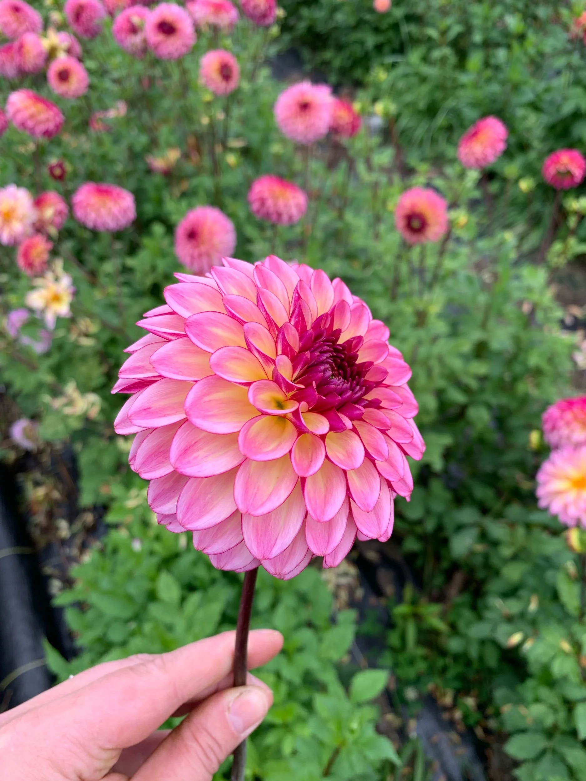 Foxy Lady — Twin Willows Flower Farm