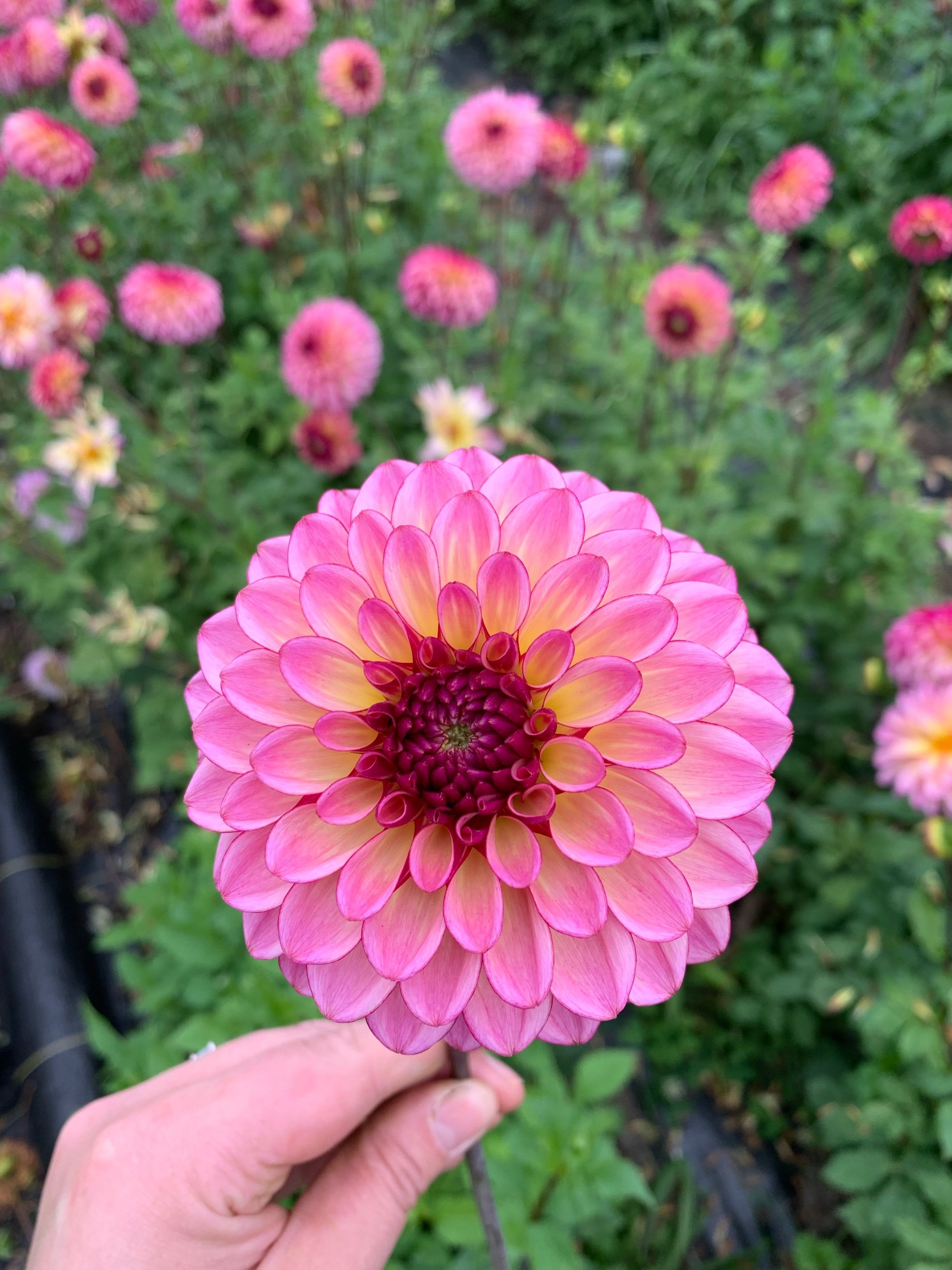 Foxy Lady — Twin Willows Flower Farm