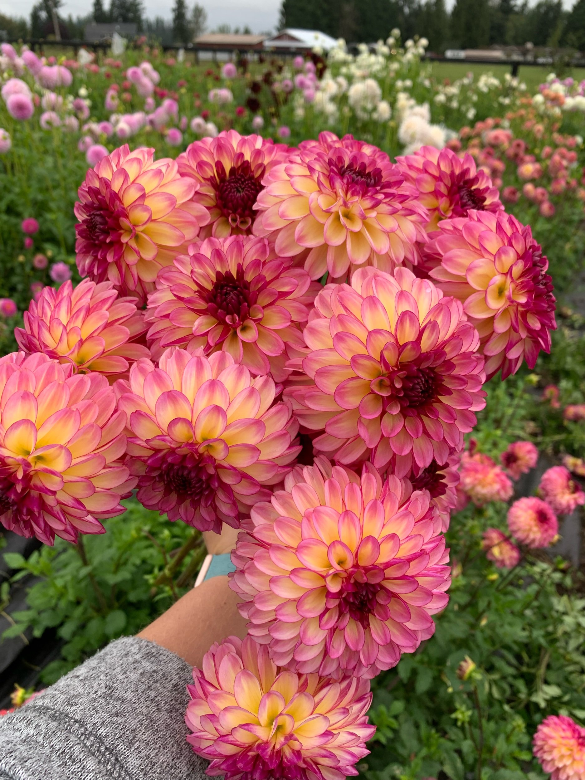 Foxy Lady — Twin Willows Flower Farm