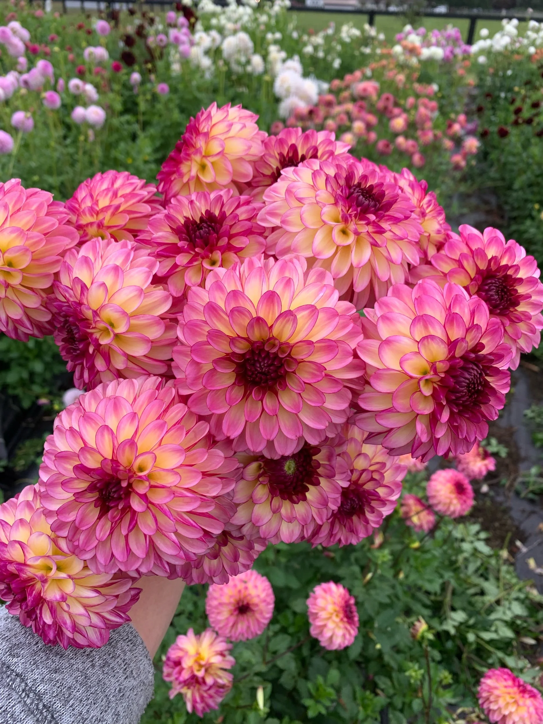 Foxy Lady — Twin Willows Flower Farm