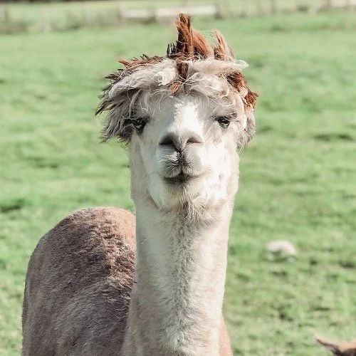 Meet The Ivy Dene Animals — Ivy Dene Alpacas