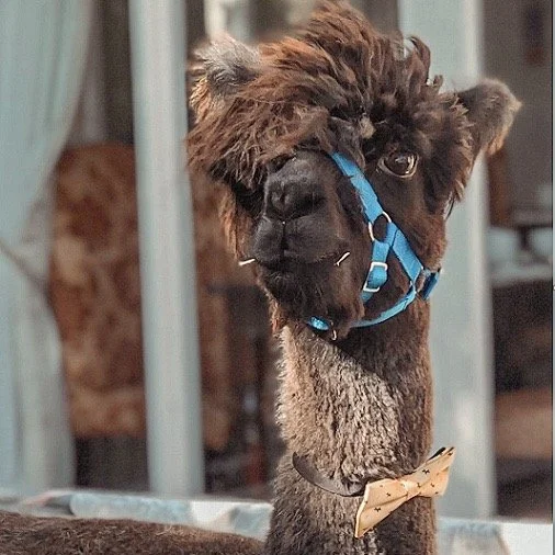 Meet The Ivy Dene Animals — Ivy Dene Alpacas