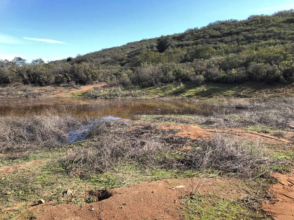 Help Save the Pond! — Preserve Wild Poway