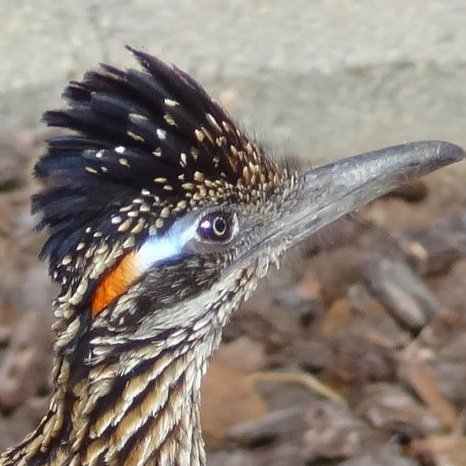 Preserve Wild Poway
