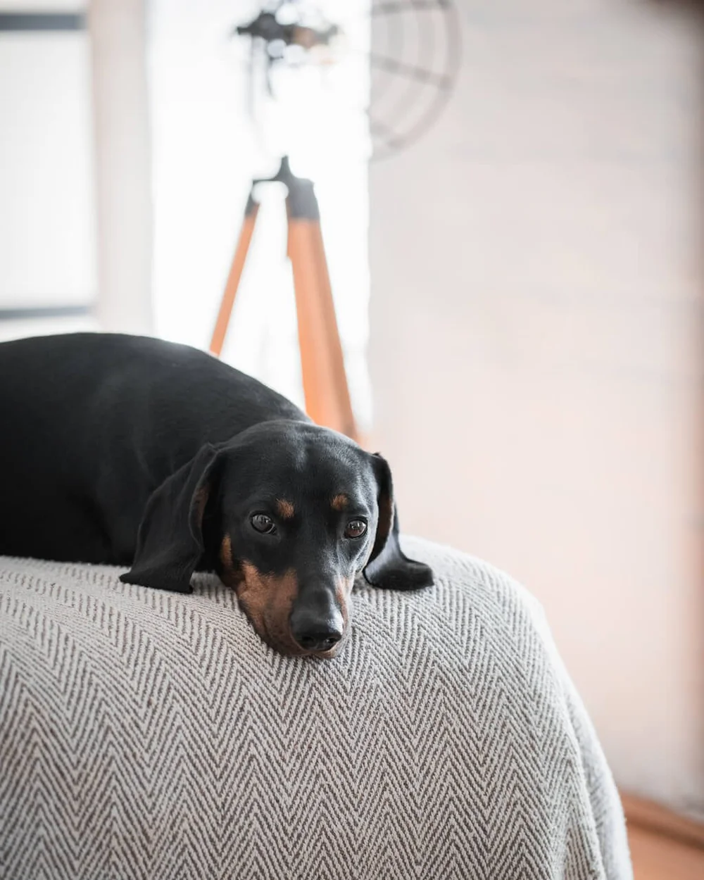 Urlaub mit Hund in Potsdam - 3 Tage Städtetrip inkl. Karte