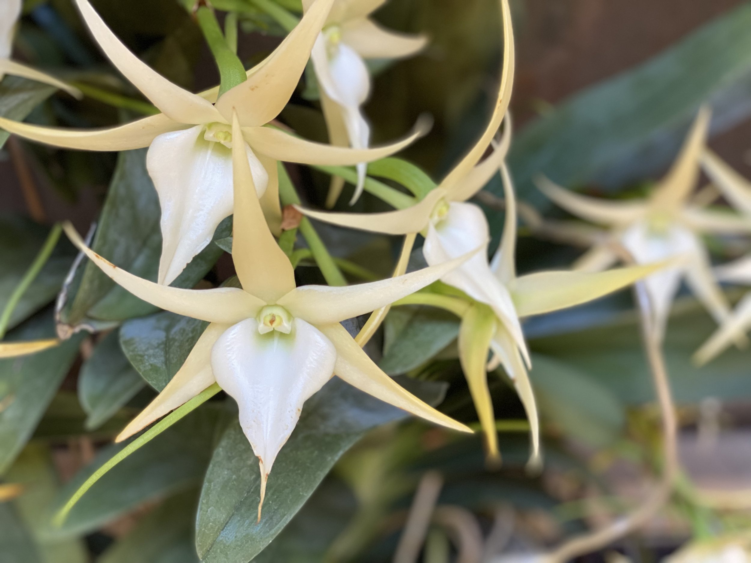 Compass Rose Floral Design | Pennsylvania Wedding & Event Florist