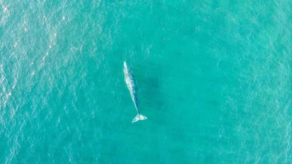 What To Do In Cerritos Beach, BCS, Mexico — Visit Cerritos Beach