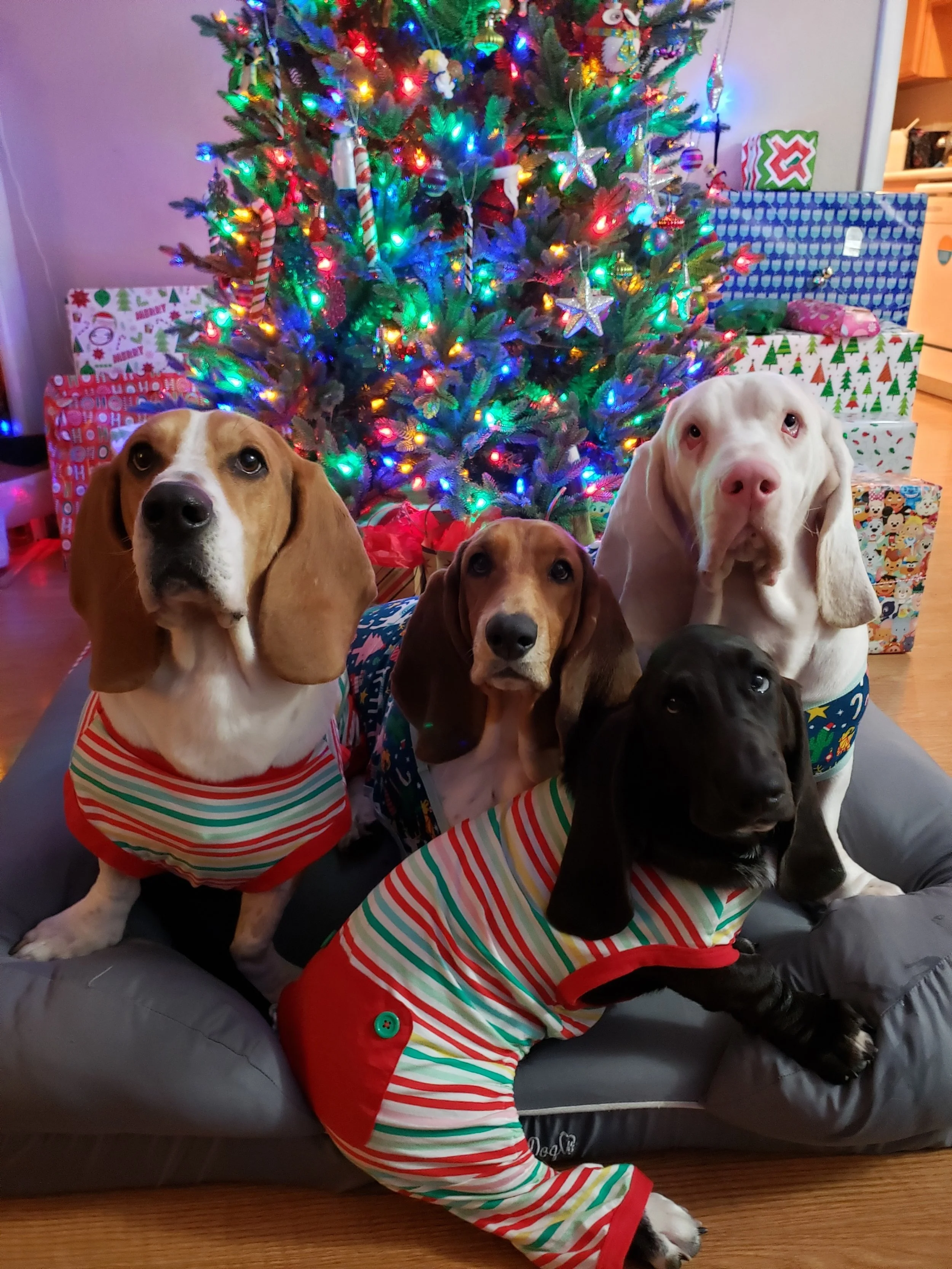 Meet The Pack — Florida Family Basset Hounds