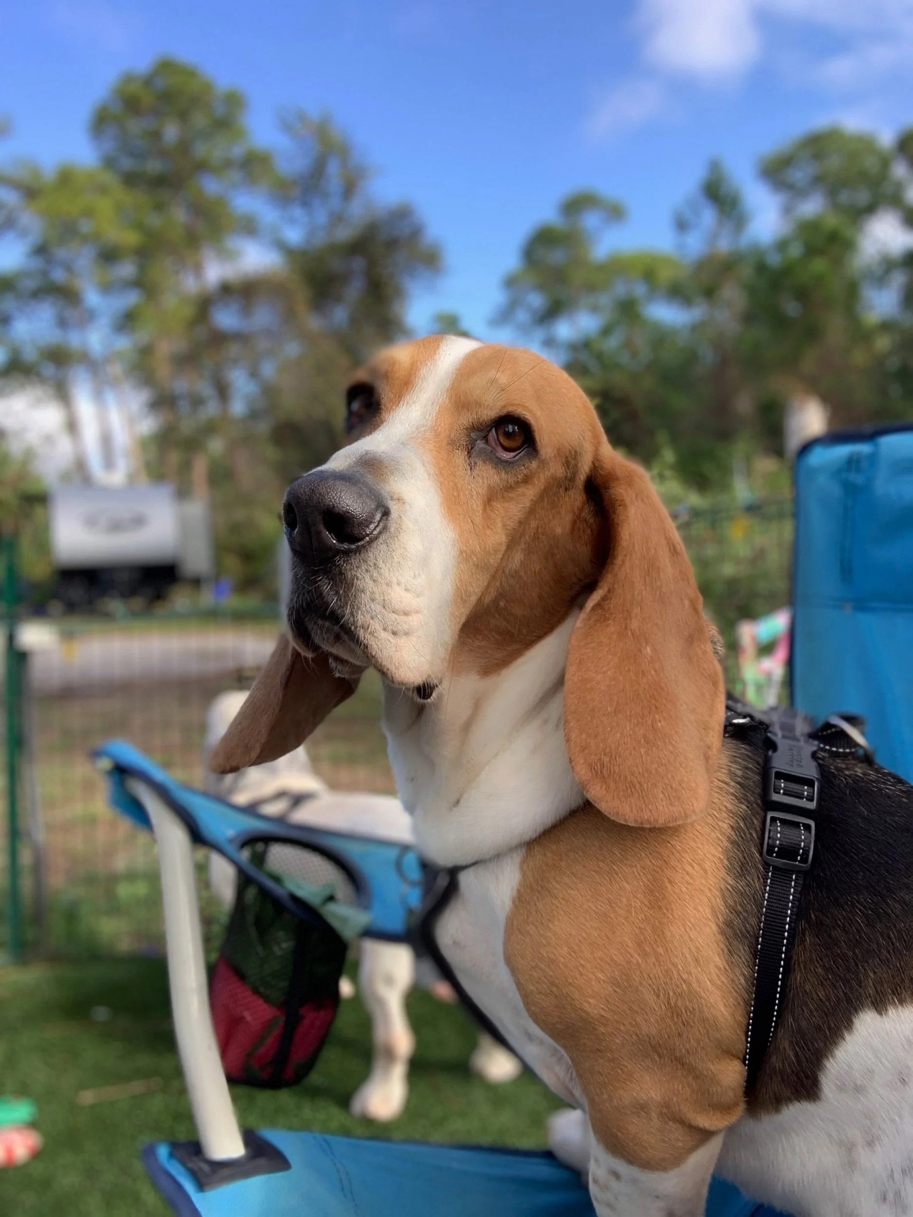 Meet The Pack — Florida Family Basset Hounds