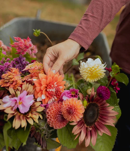 Phlora Flower Farm