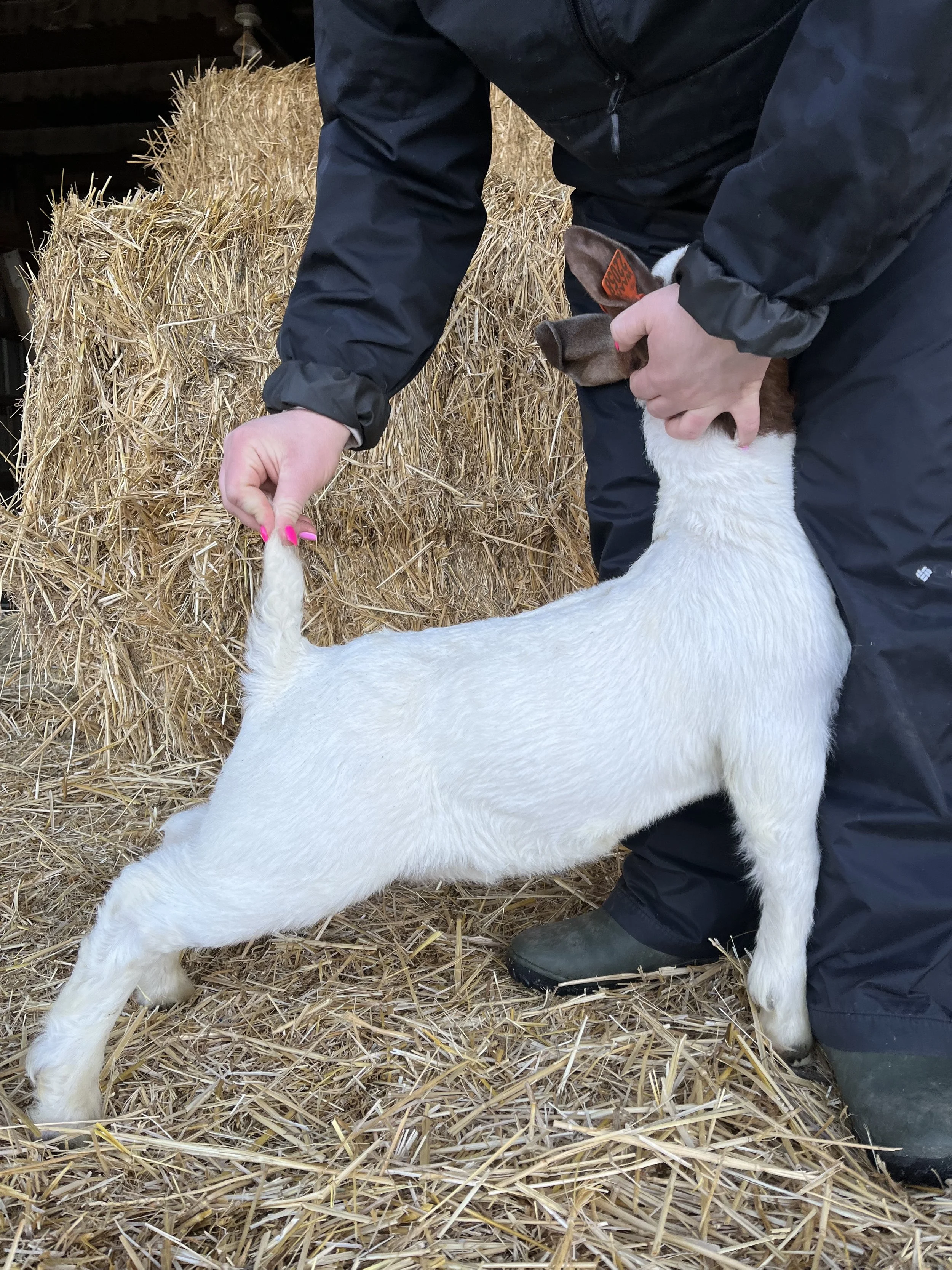 Doe Base — Cory Stock Company