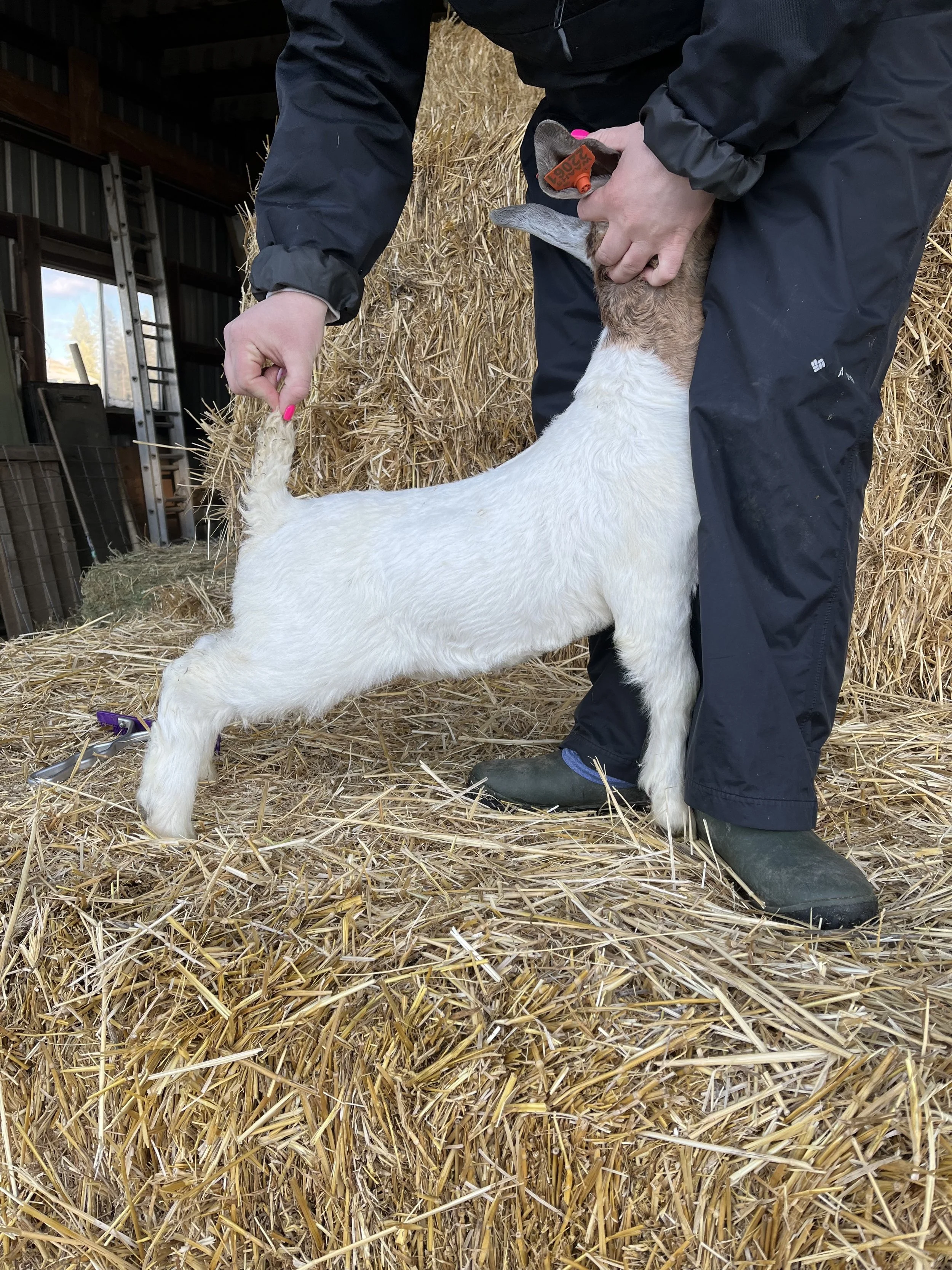 Doe Base — Cory Stock Company