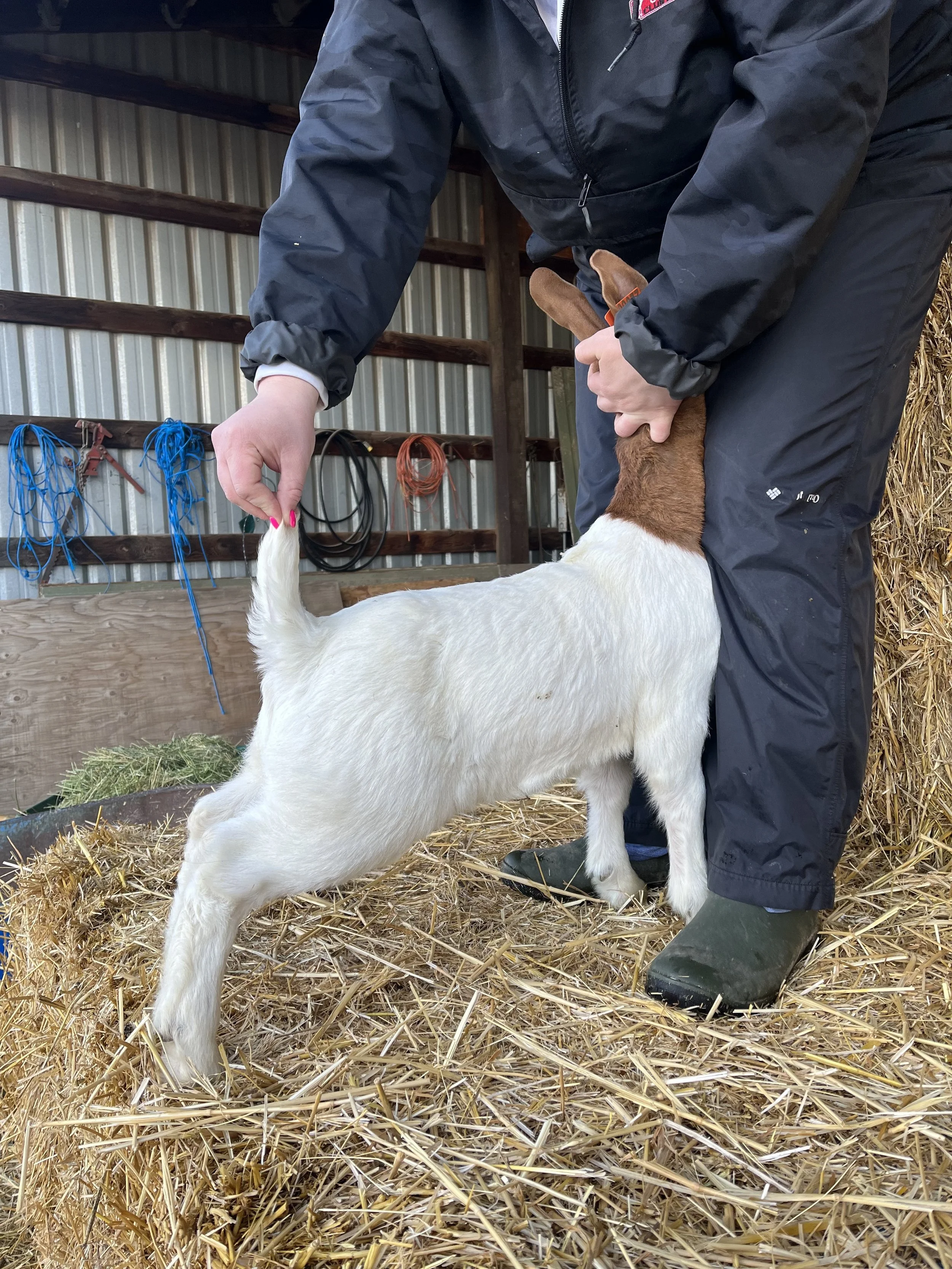 Doe Base — Cory Stock Company