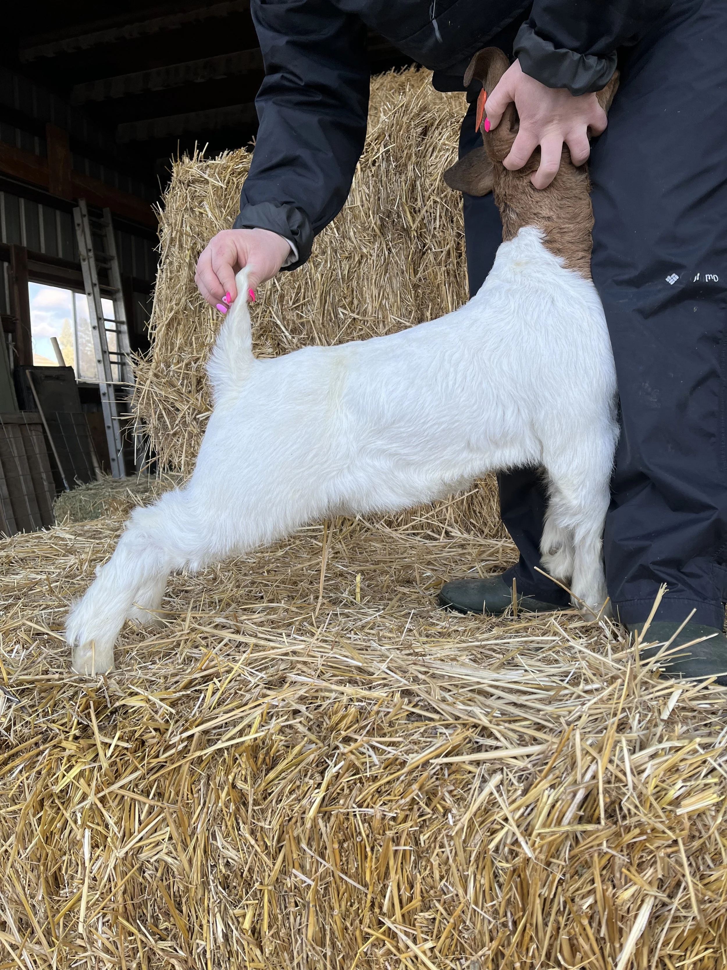 Doe Base — Cory Stock Company