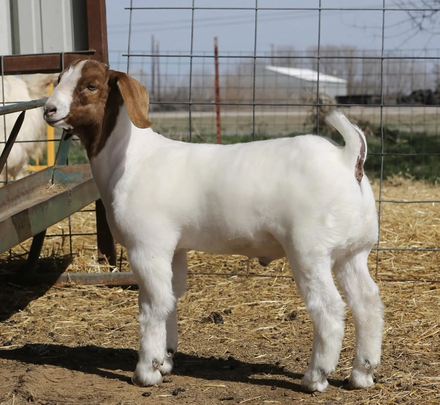 Show Goat Sires - Elk, Washington — Cory Stock Company