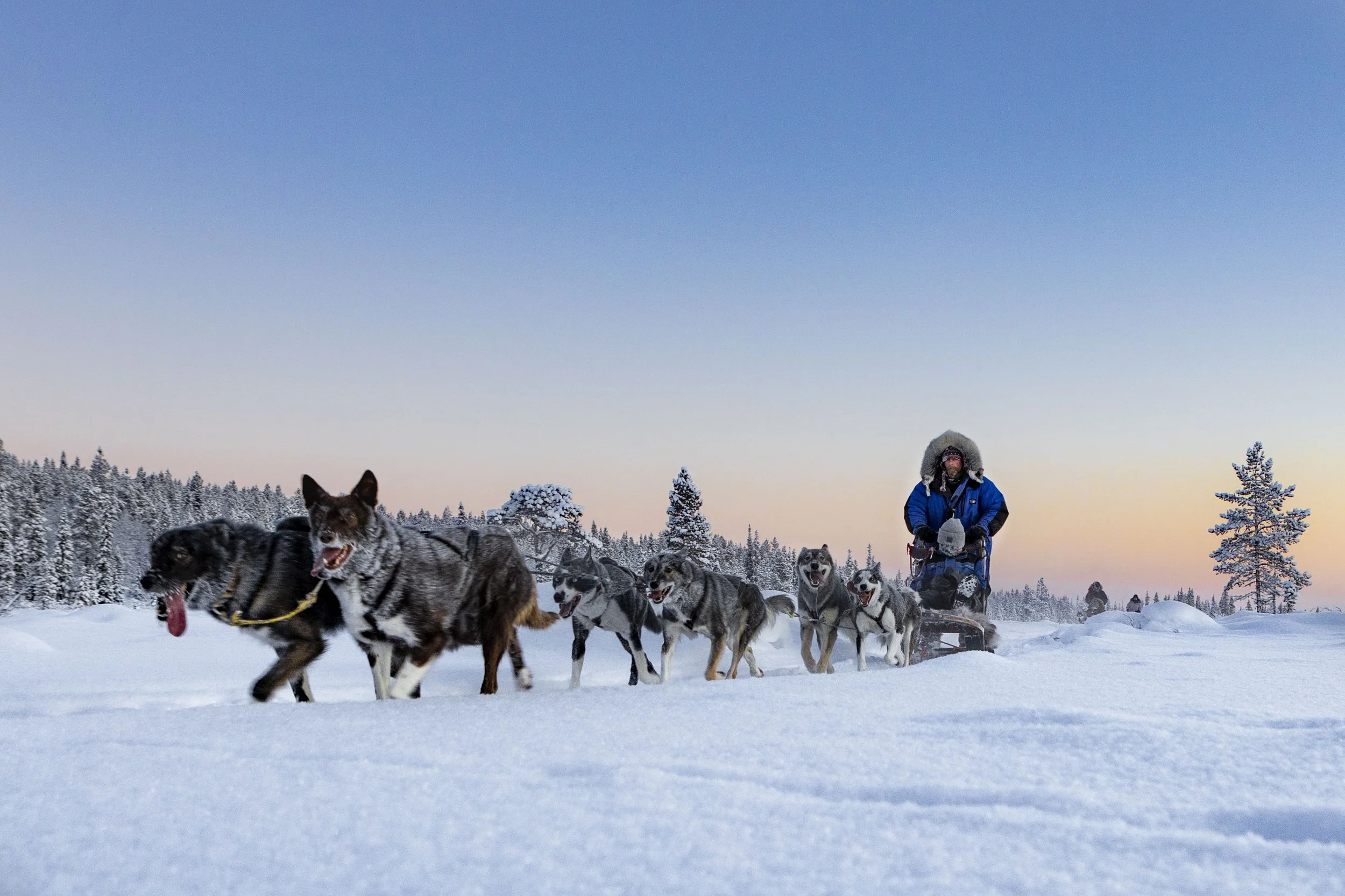 Welcome To Snowdog Dog Sledding And Arctic Adventure Tours Snowdog Welcome To Snowdog Dog Sledding And Arctic Adventure Tours Snowdog
