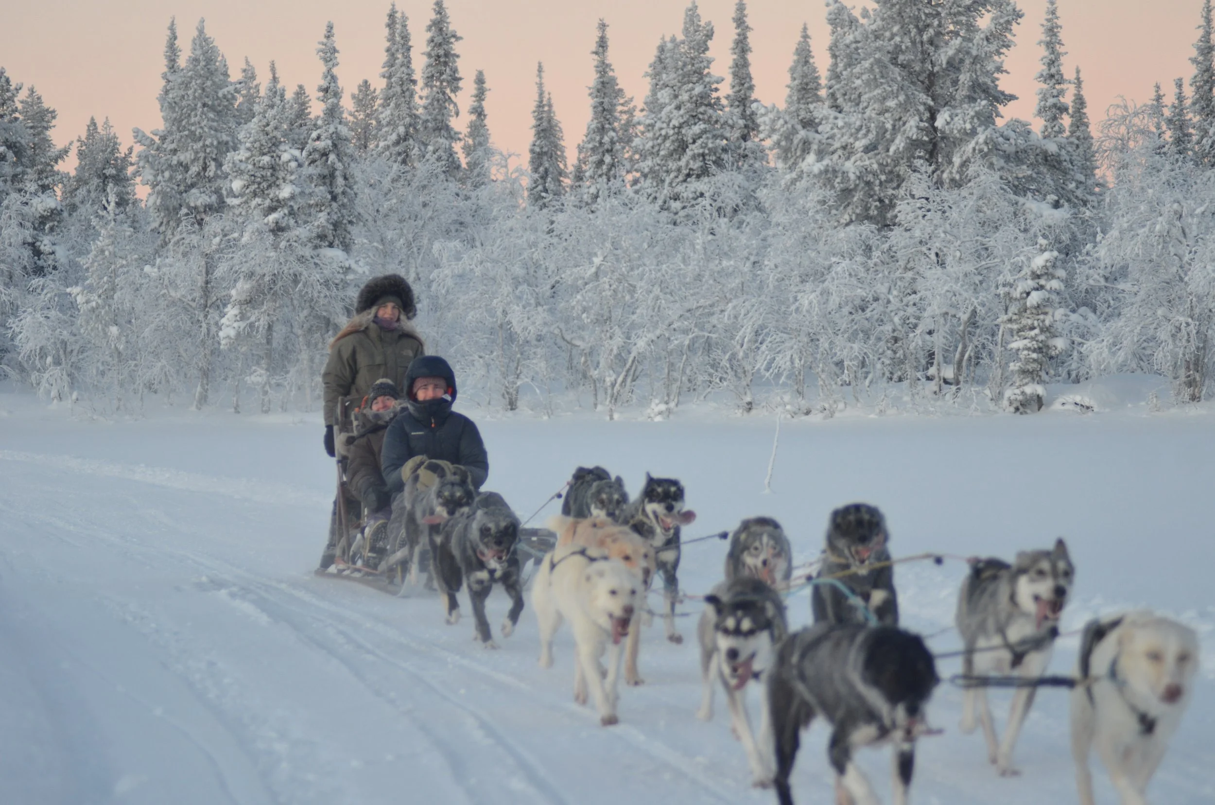 Sunrise Zen Husky Tour Snowdog Kiruna s Favourite Husky Dog