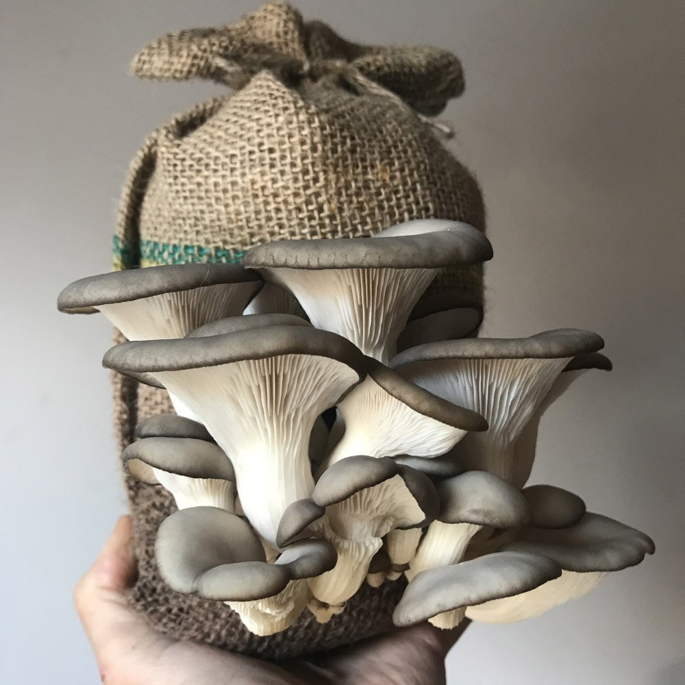 Grow Your Own Mushrooms on Logs by Caley Brothers