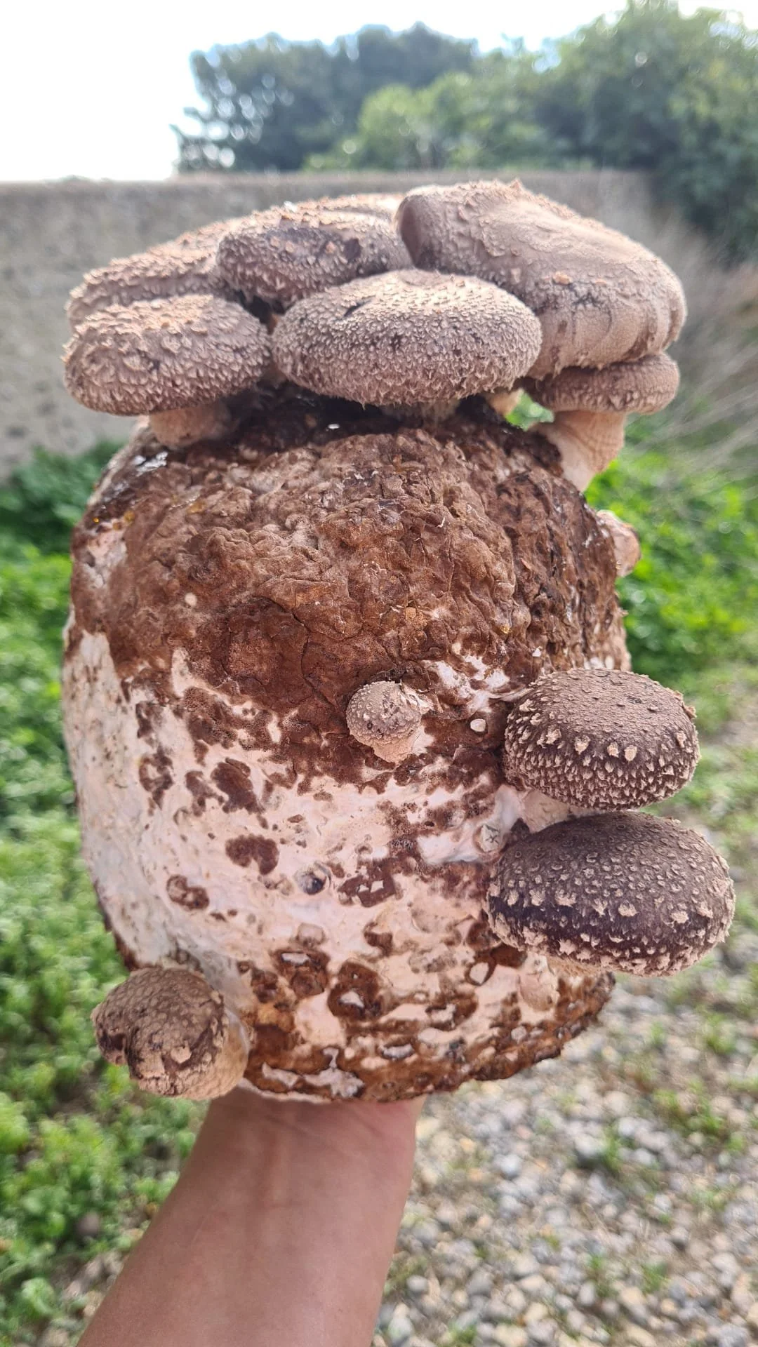 Caley Brothers | Mushroom Grow Kits & Workshops in Sussex