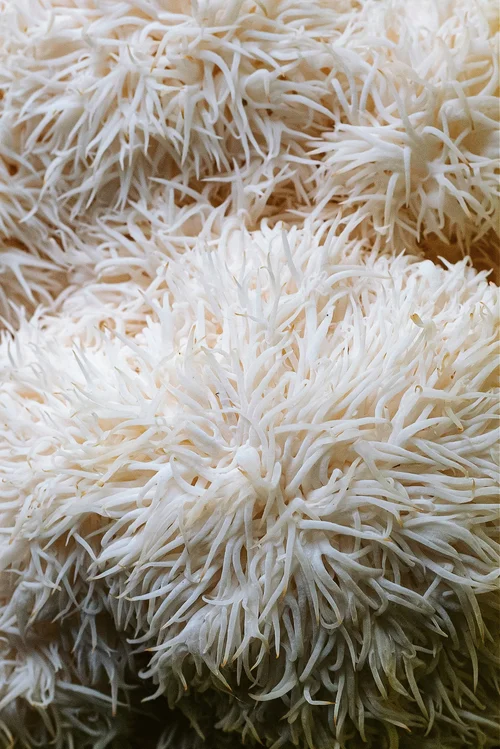 Mushroom Growing Kits & Workshops | Sustainable Gardening | Caley Brothers