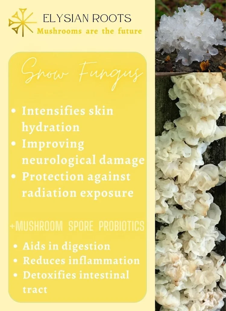 Shop | Grow your own gourmet mushroom kits