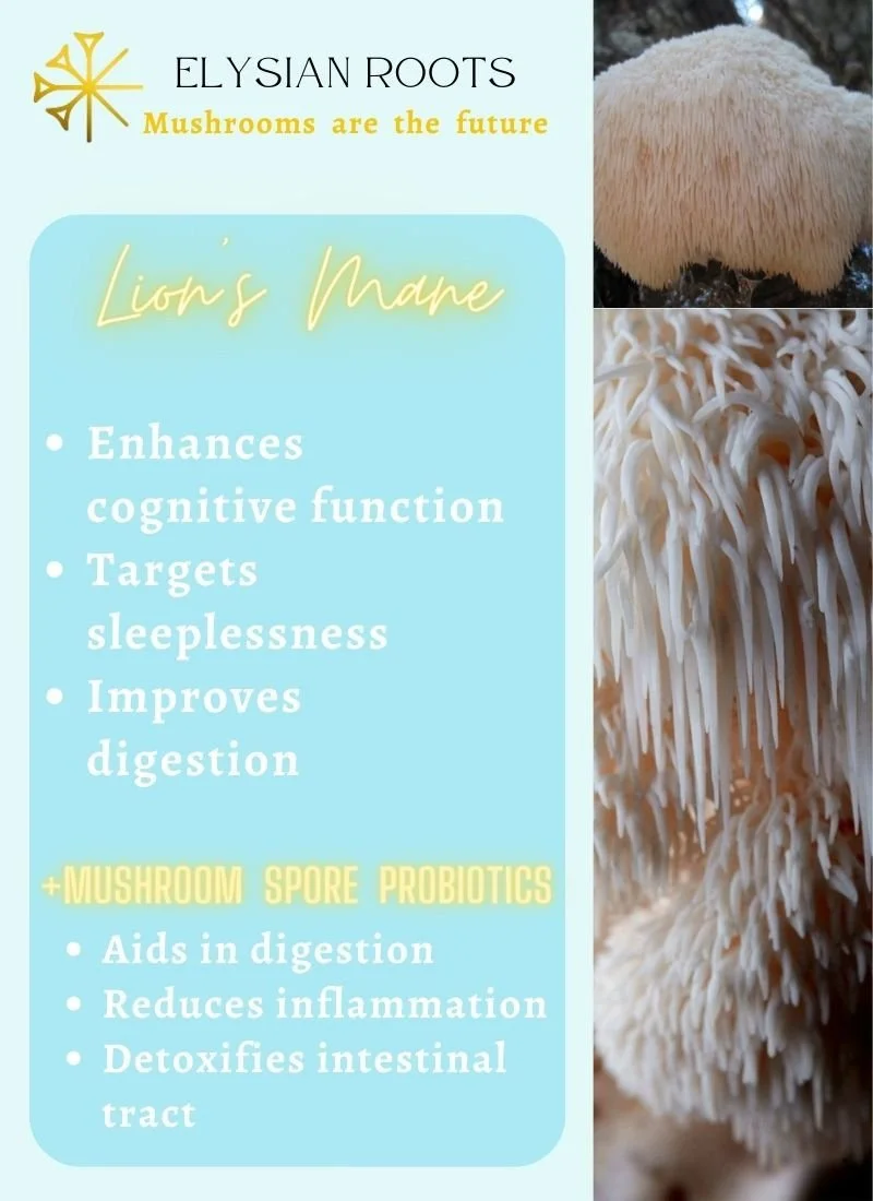 Shop | Grow your own gourmet mushroom kits