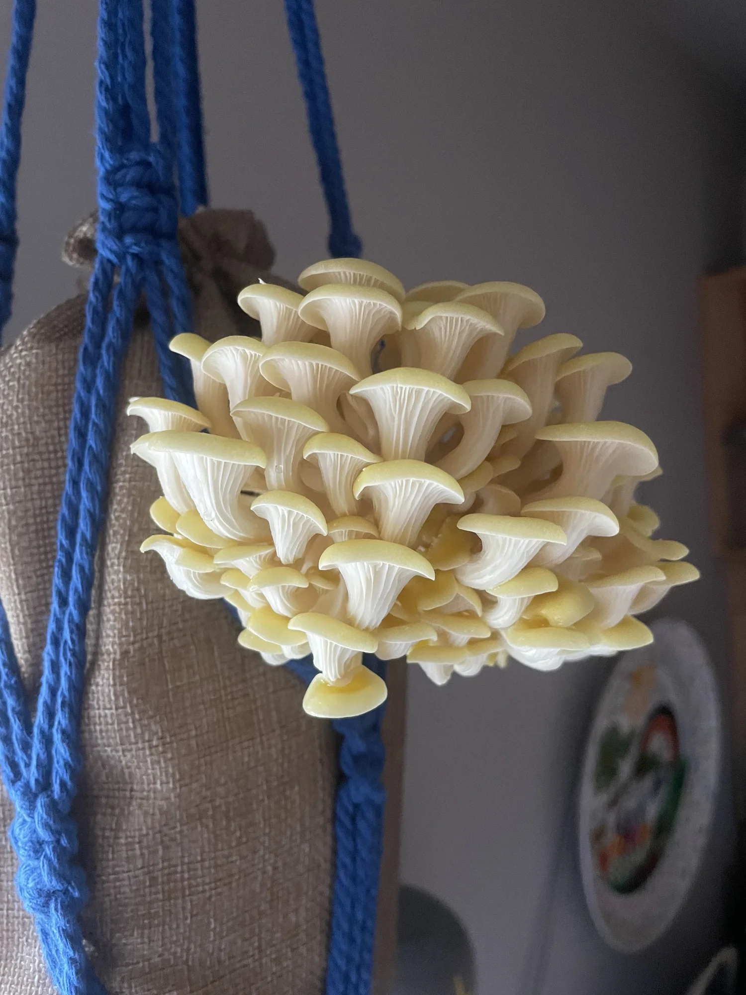 Grow Your Own Mushrooms on Logs by Caley Brothers