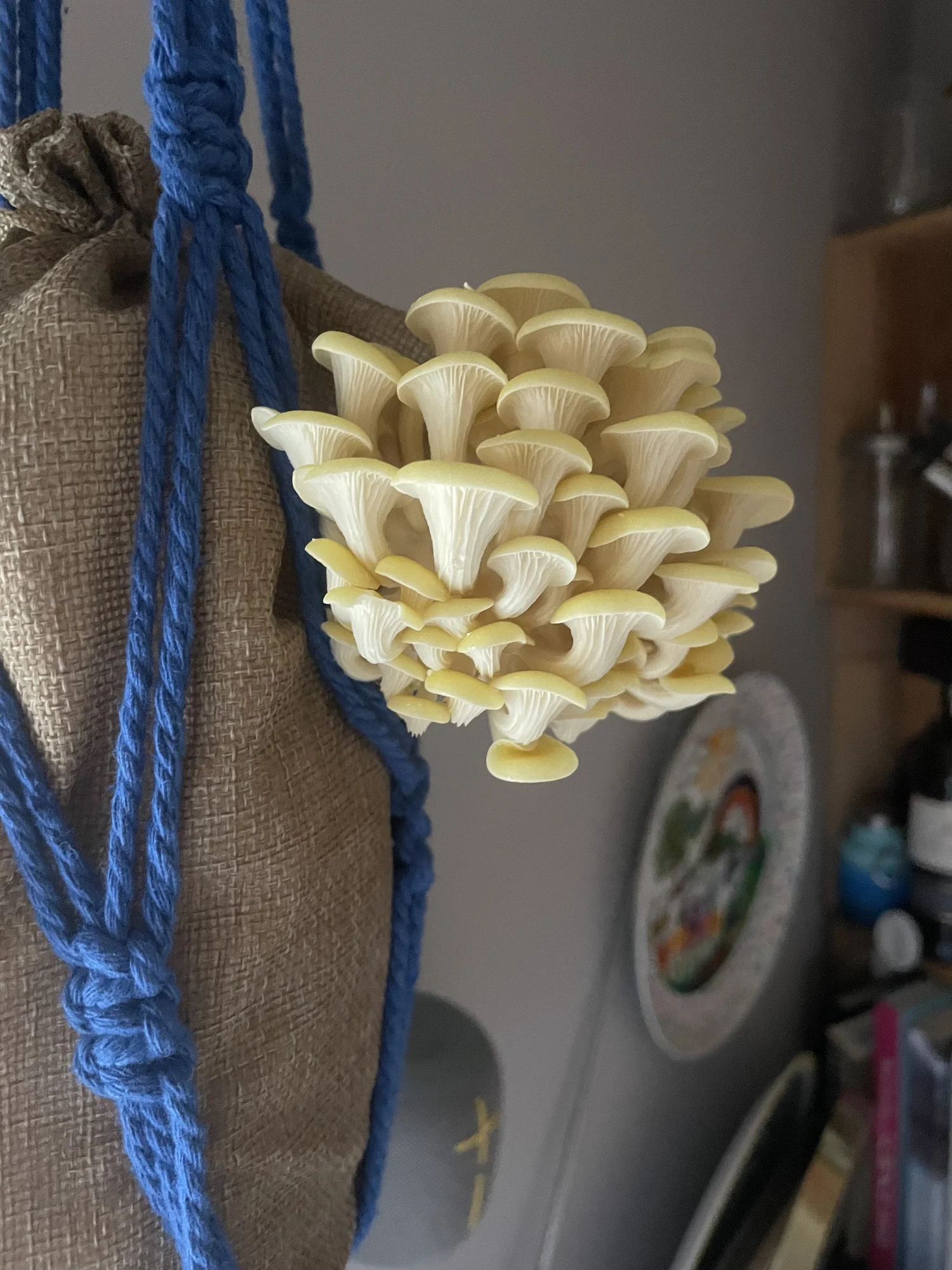 Grow Your Own Mushrooms on Logs by Caley Brothers
