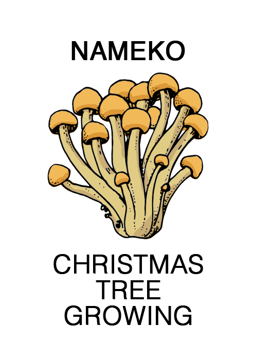 Caley Brothers | Mushroom Grow Kits & Workshops in Sussex