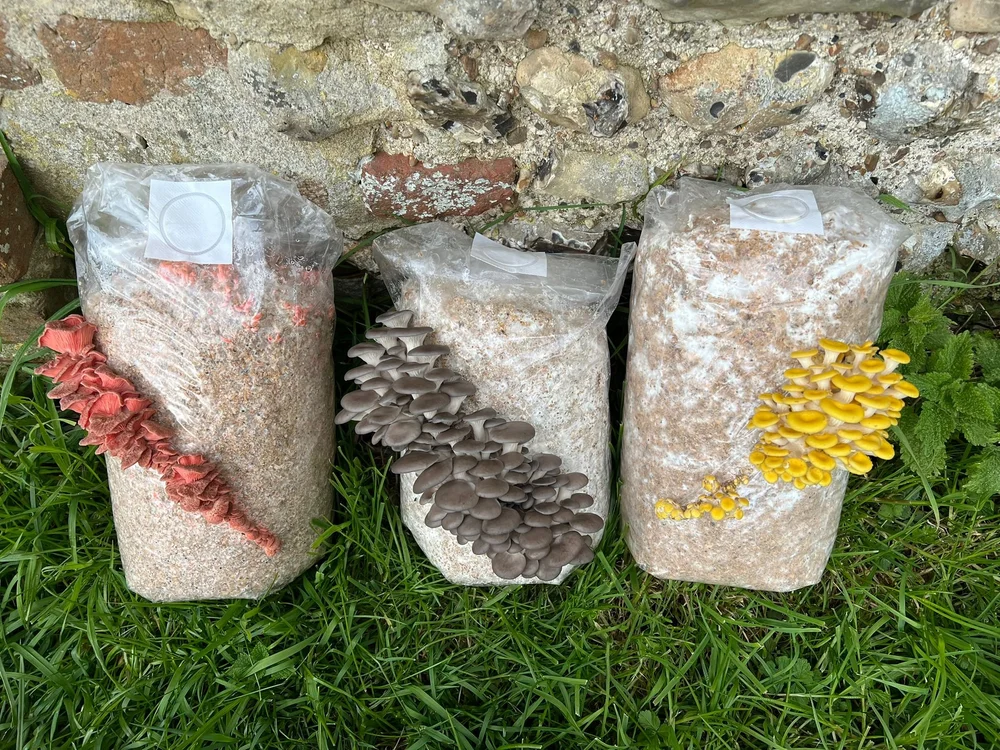 Shop | Grow your own gourmet mushroom kits