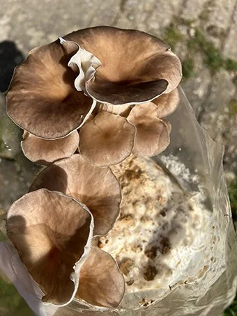 Caley Brothers | Mushroom Grow Kits & Workshops in Sussex