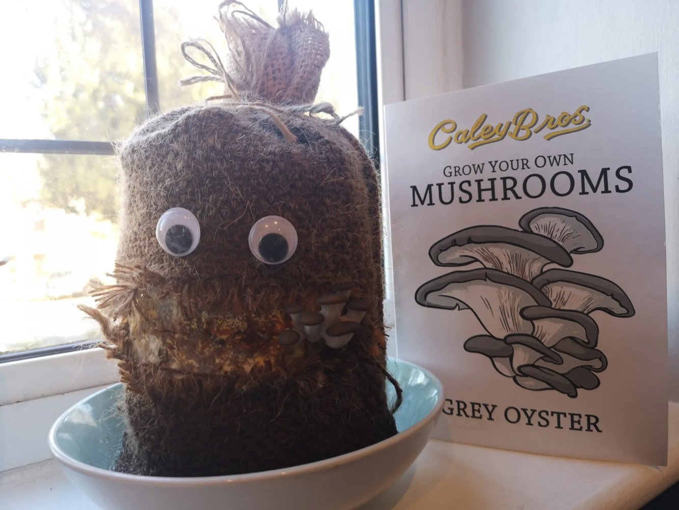 Grow your own mushroom kit instructions