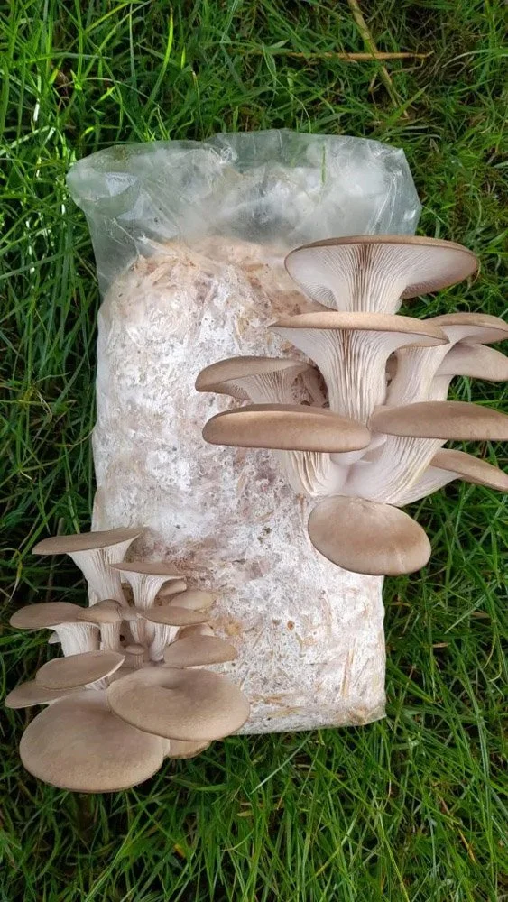 Growing your own mushrooms