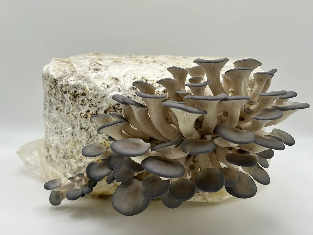 Mushroom Growing Kits & Workshops | Sustainable Gardening | Caley Brothers